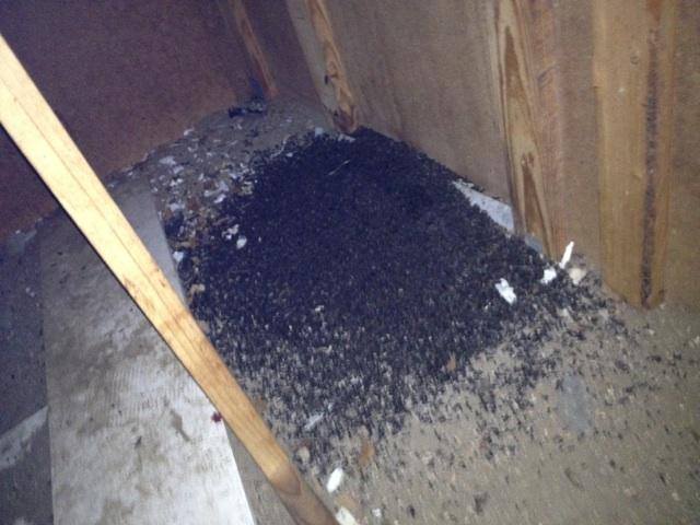 How Bat Guano Can Ruin an Attic | Critter Control Ft. Lauderdale